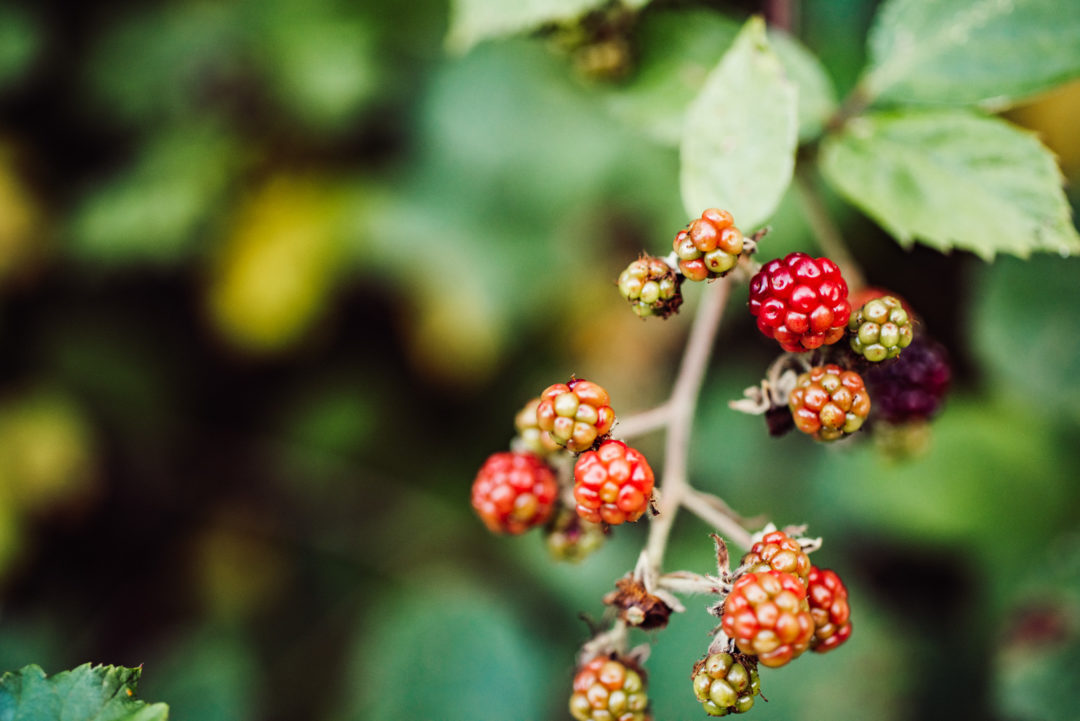Wilde Brombeeren pflücken: Alles, was du wissen musst