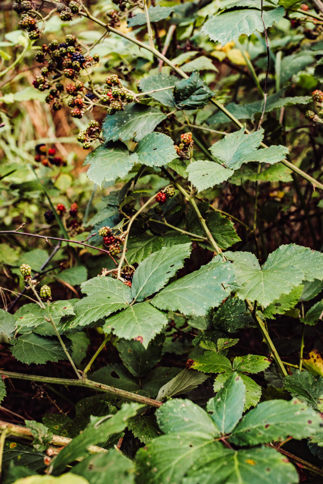 Wilde Brombeeren pflücken: Alles, was du wissen musst